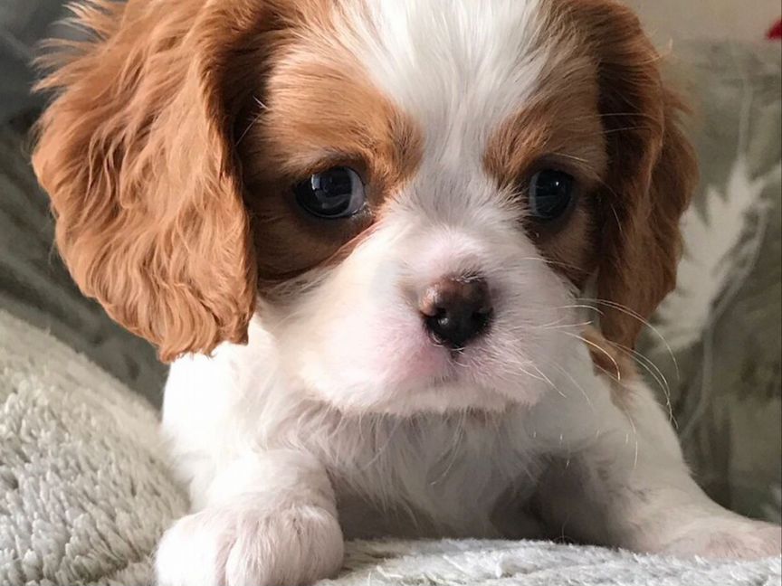 Кавалер Кинг Чарльз девочка