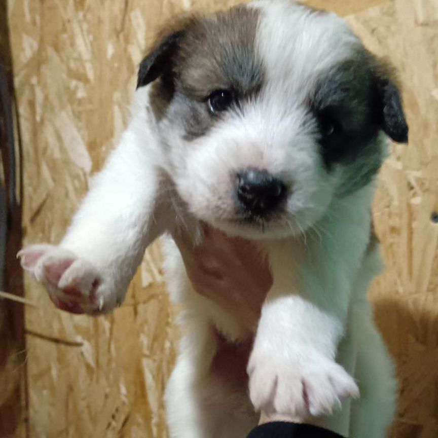 Щенок в добрые руки