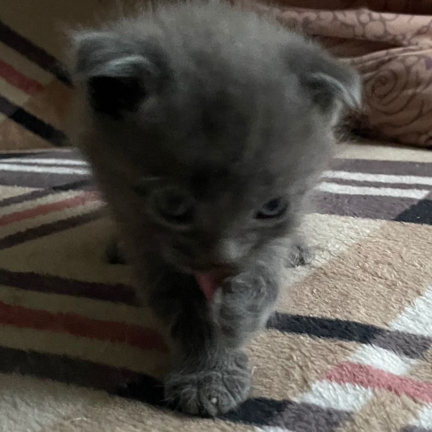 Шотландский вислоухий короткошёрстный котёнок