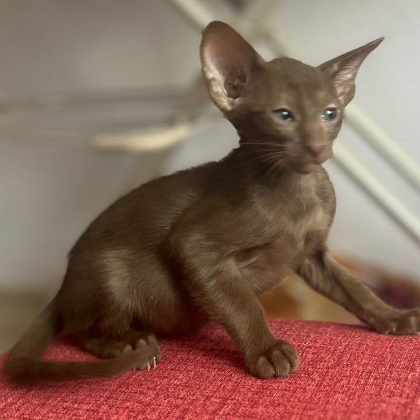 Ориентальные котята