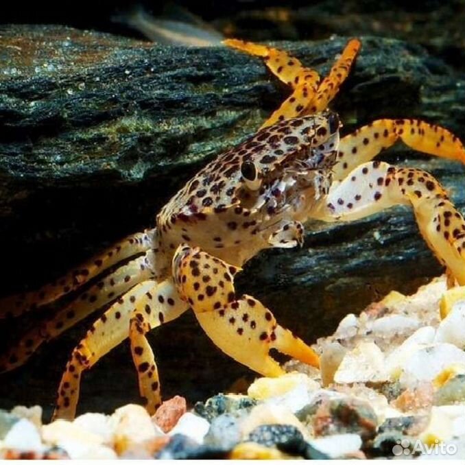 Подводный краб пантера, хищник