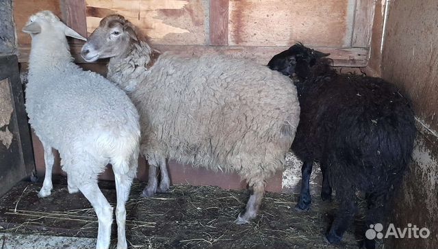 Овцы бараны