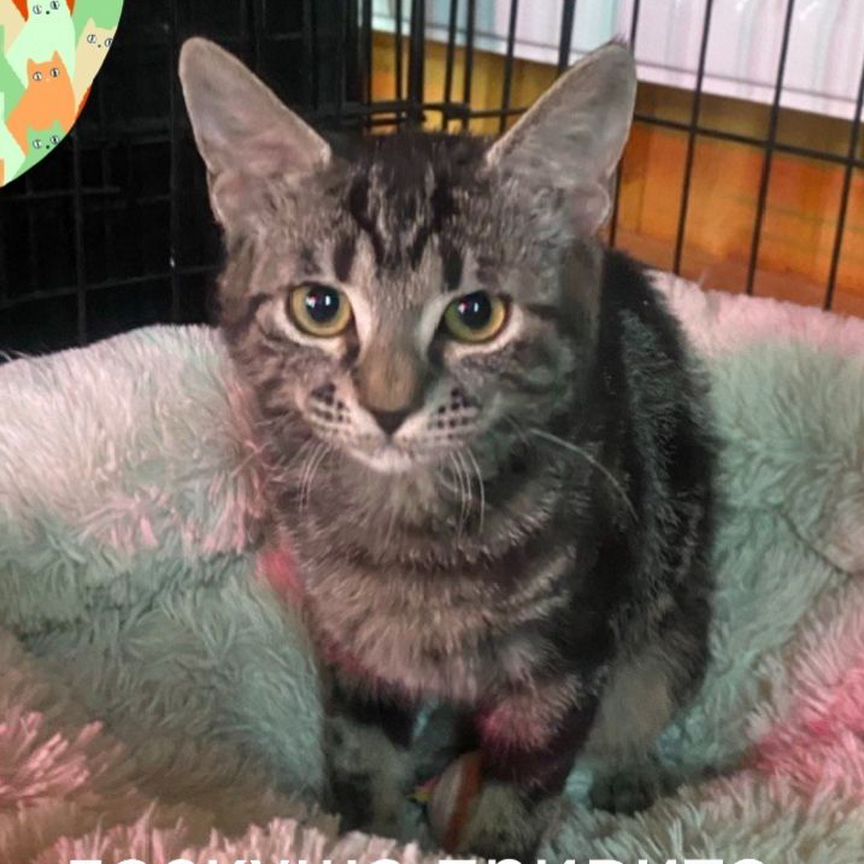 Котёнок в добрые руки