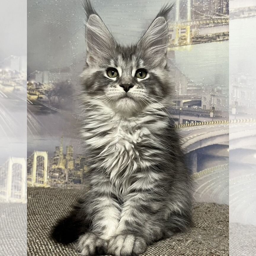 Мейн-кун котёнок