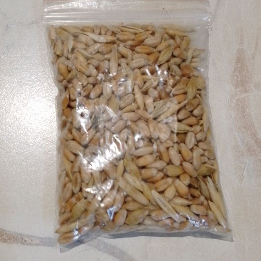 Травка (семена) для кошек