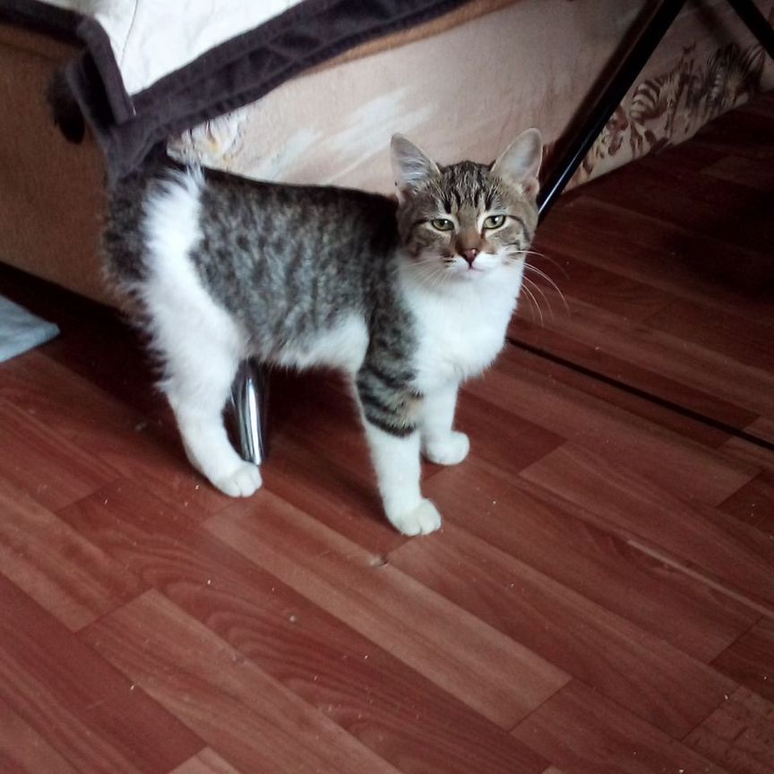 Котенок в добрые руки. Бесплатно