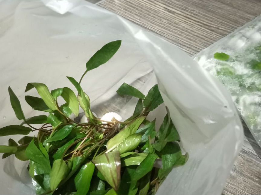 Криптокорина вендта зеленая, рыбки и растения