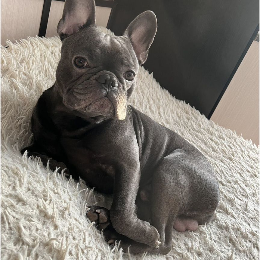 Французский бульдог голубой солид вязка