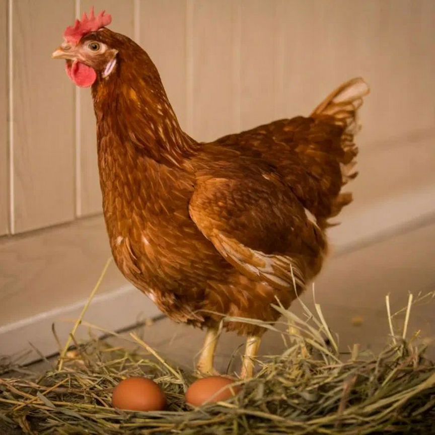 Куры несушки