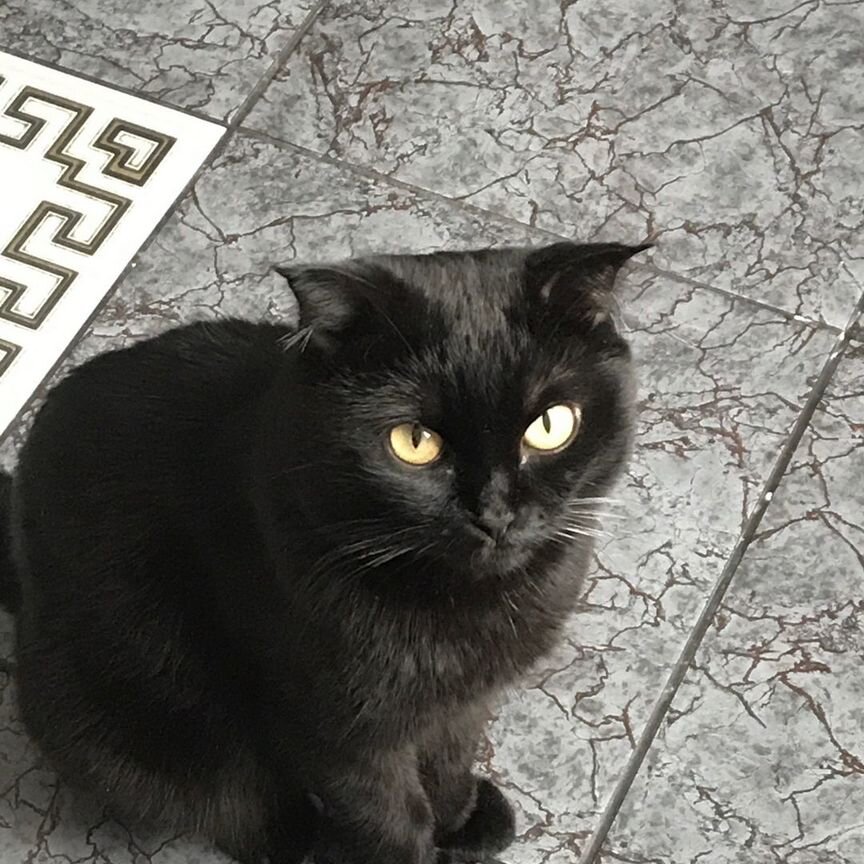 Потерялся черный кот