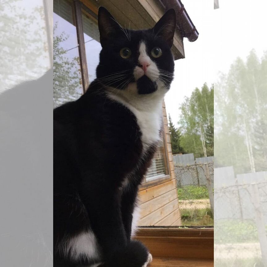 Котики бесплатно в добрые руки