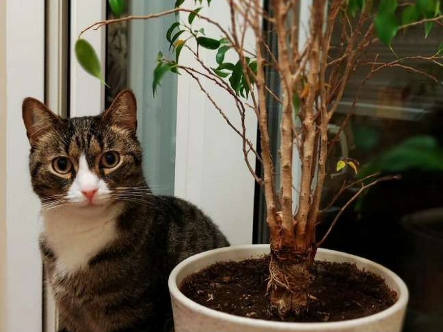 Отдам красавца кота бесплатно