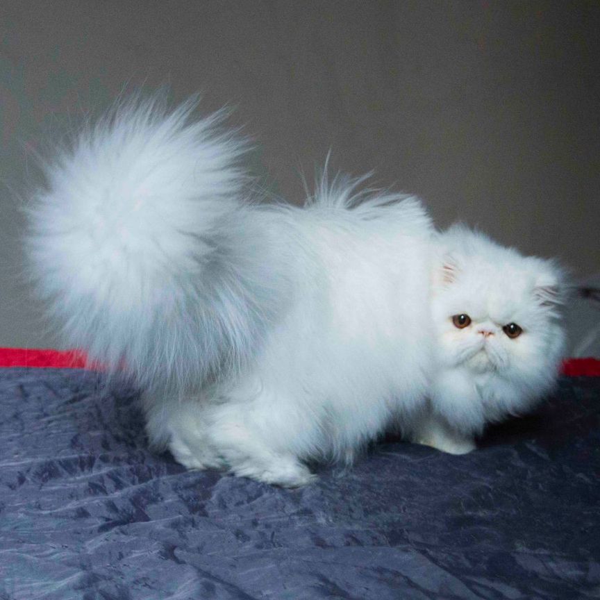 Персидский котёнок