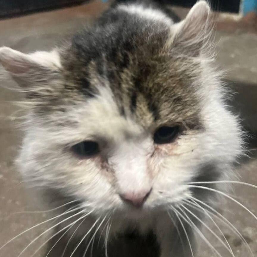 Котики бесплатно