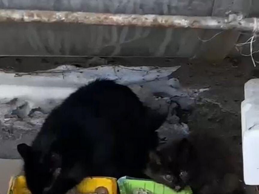 Котятки двое с мамашей на улице в морозы