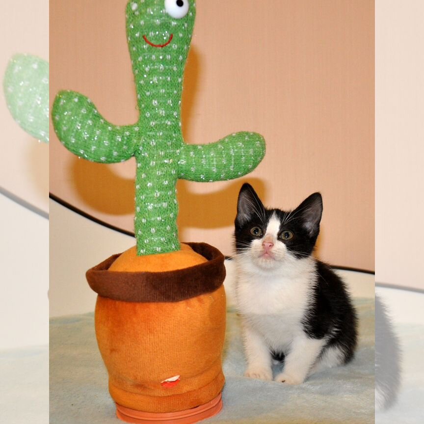 Котенок Феликс 1,5 месяца ищет свой дом