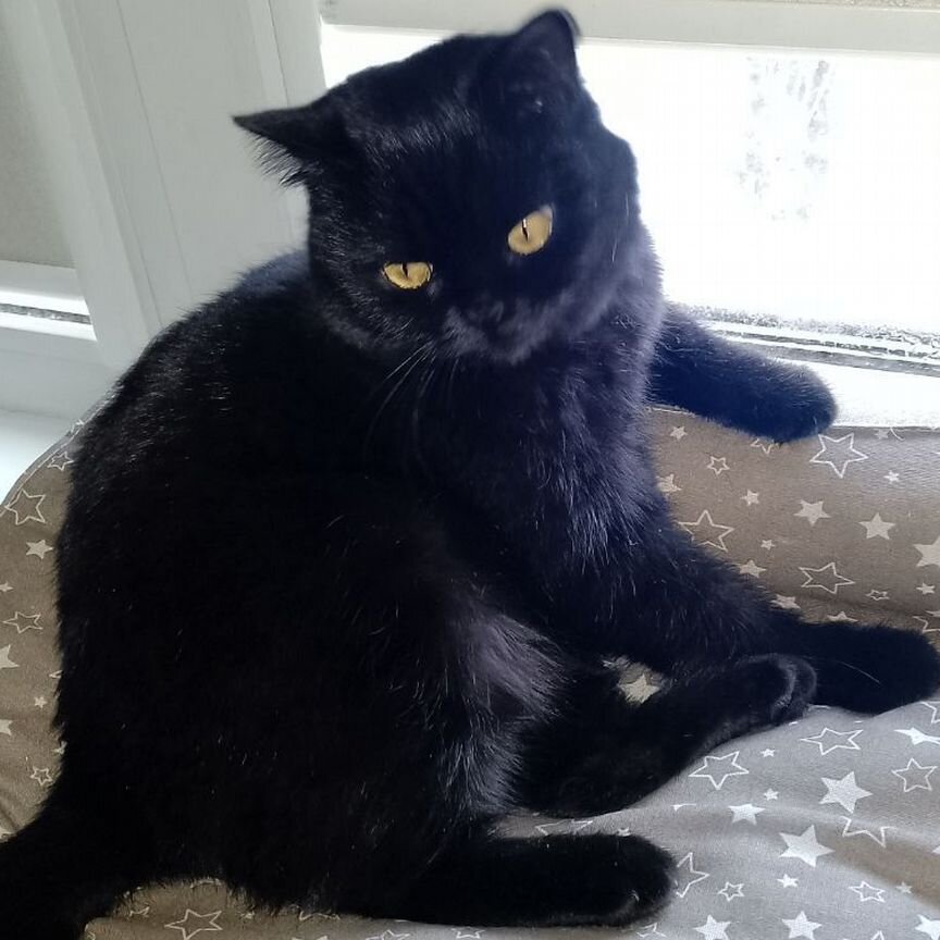 Британский короткошёрстный котёнок