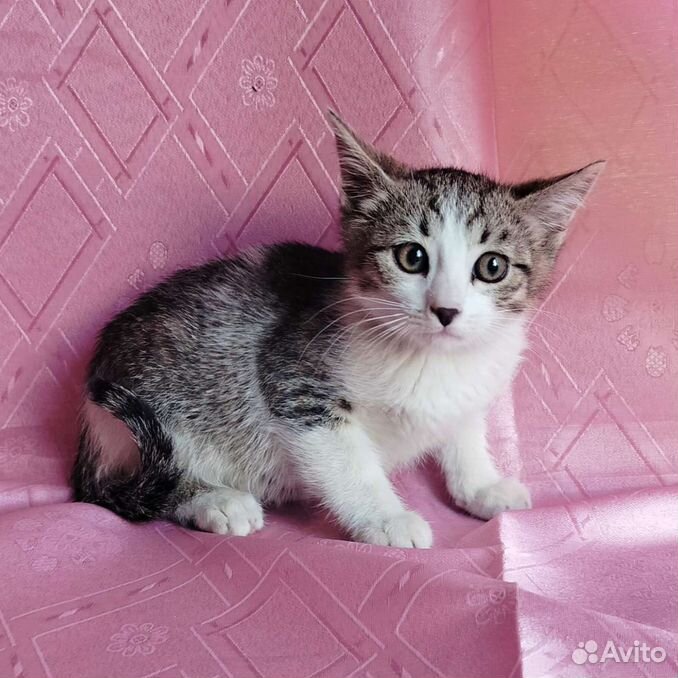 Котенок Грей ищет хозяина