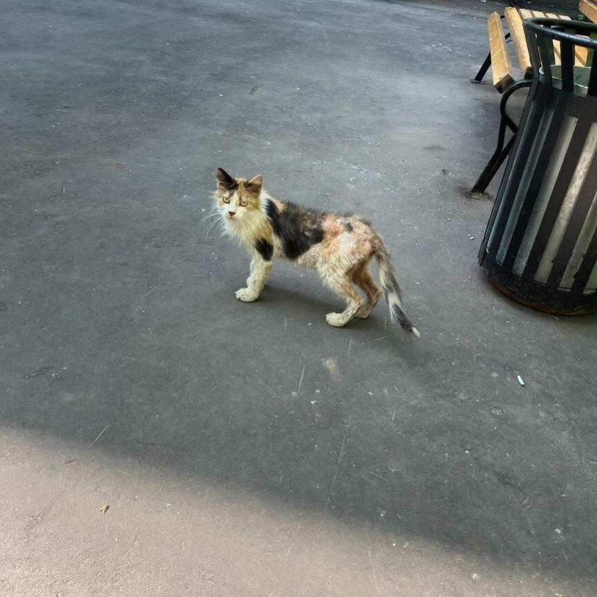 Кошки в добрые руки бесплатно