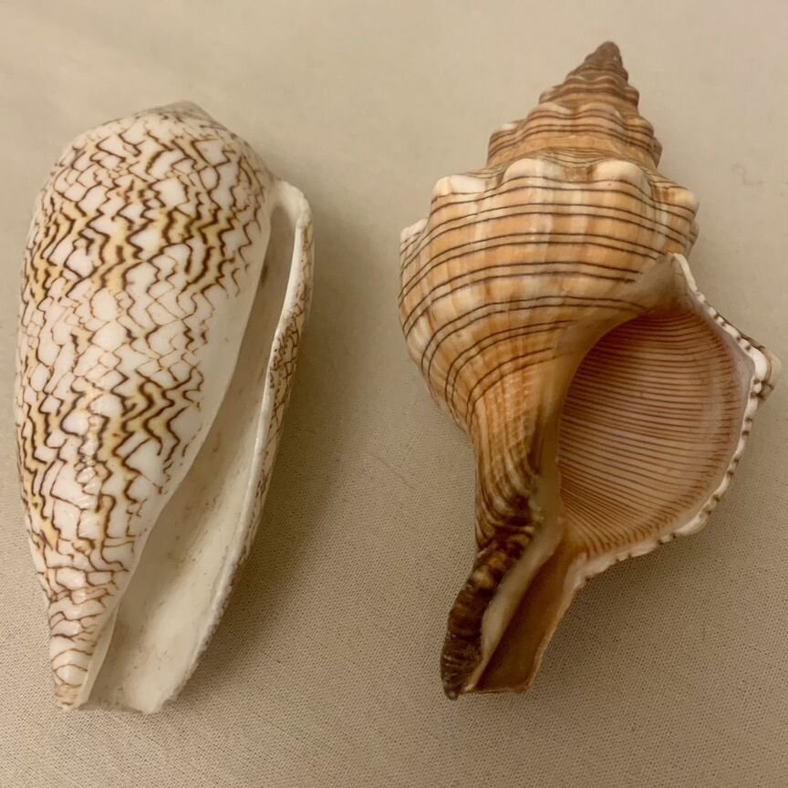 Морские раковины/ ракушки