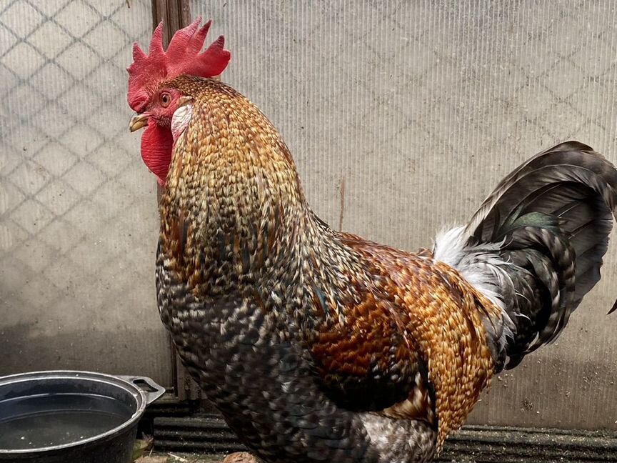 Продам петуха