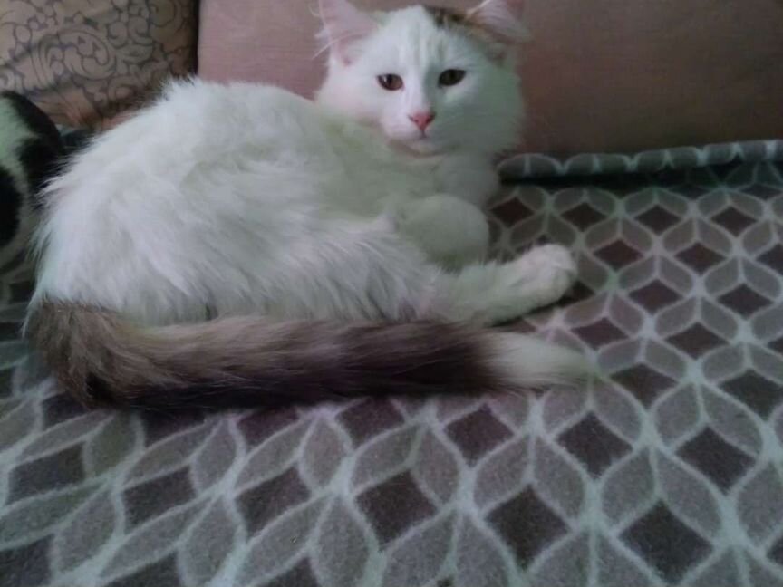 Снежок и Пушок