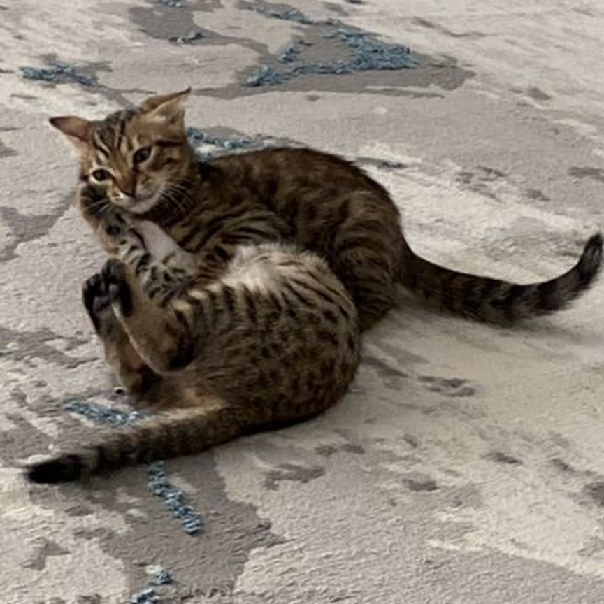 Бенгальские котята