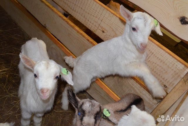 Козлики, бесплатно