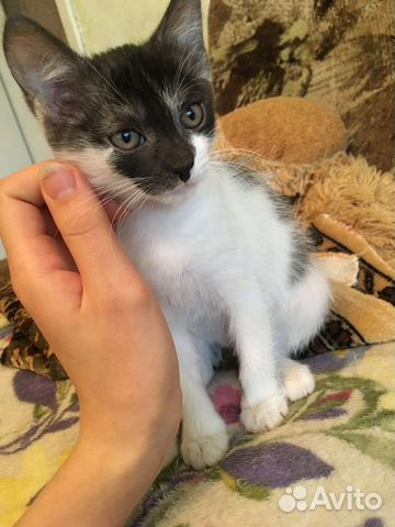 Кошки в добрые руки бесплатно