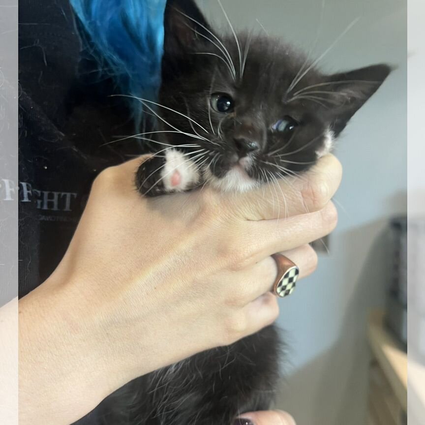 Котенок 1 месяц