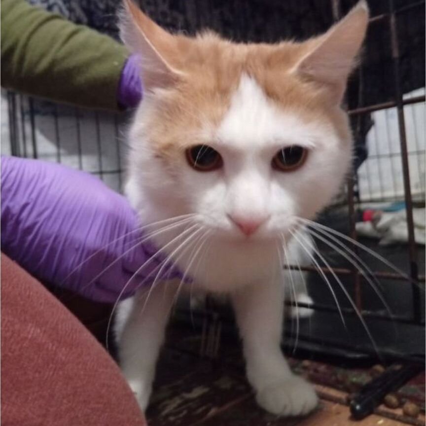 Взрослый кот в добрые руки