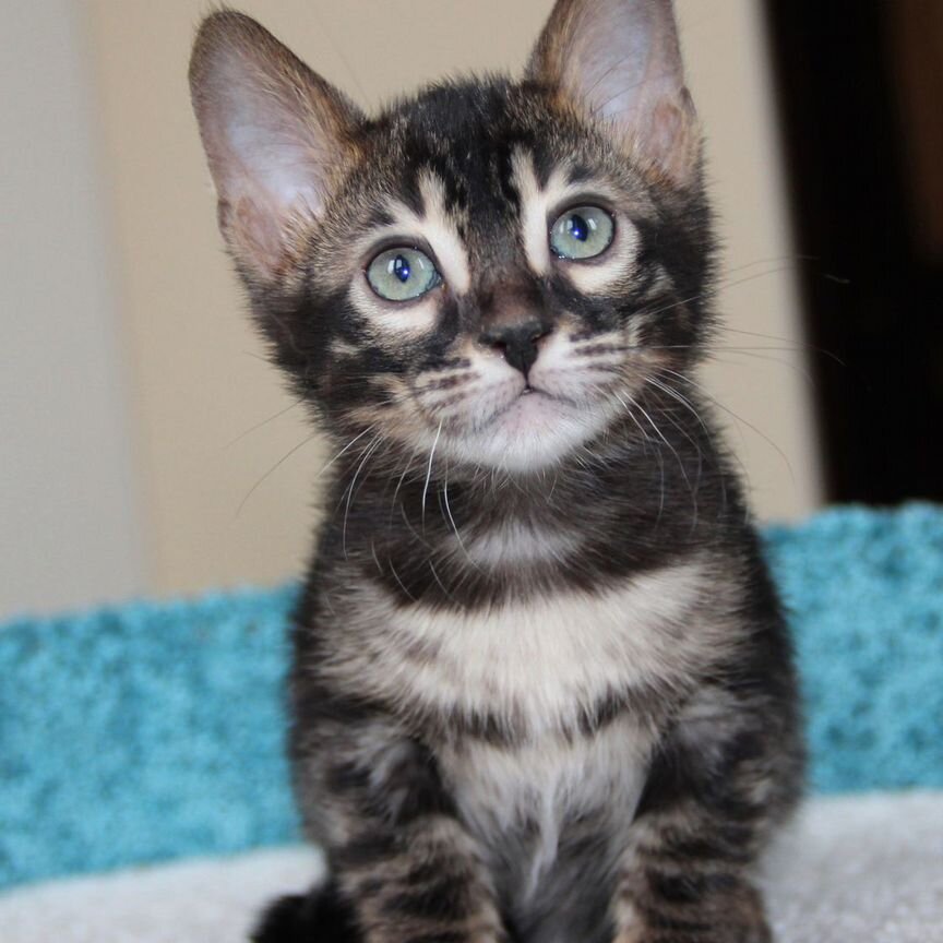 Черные бенгальские котята с маской