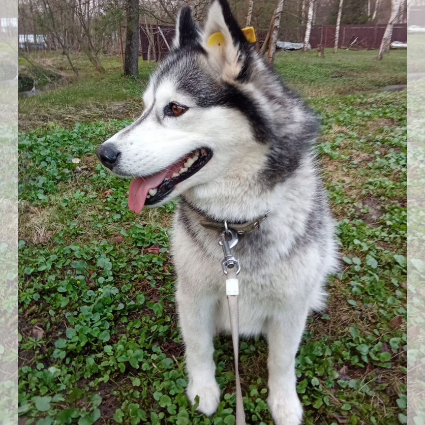 Взрослая собака в добрые руки