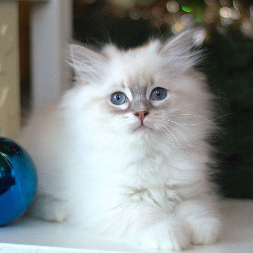 Котенок невский маскарадный