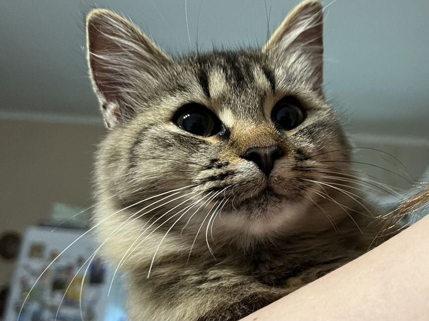 Очаровательный пушистик. Девочка