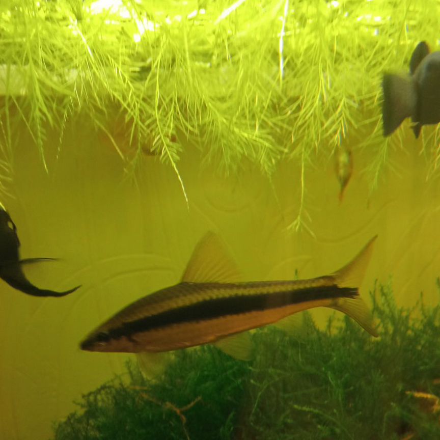 Аквариумные рыбки