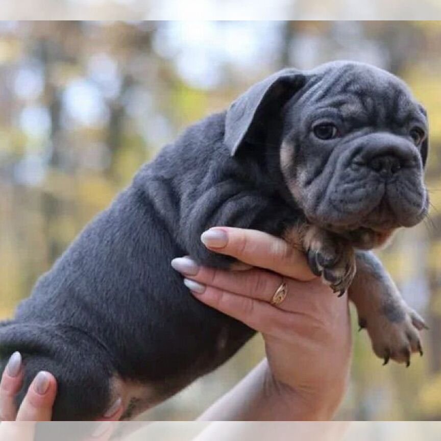 Французский бульдог, щенок