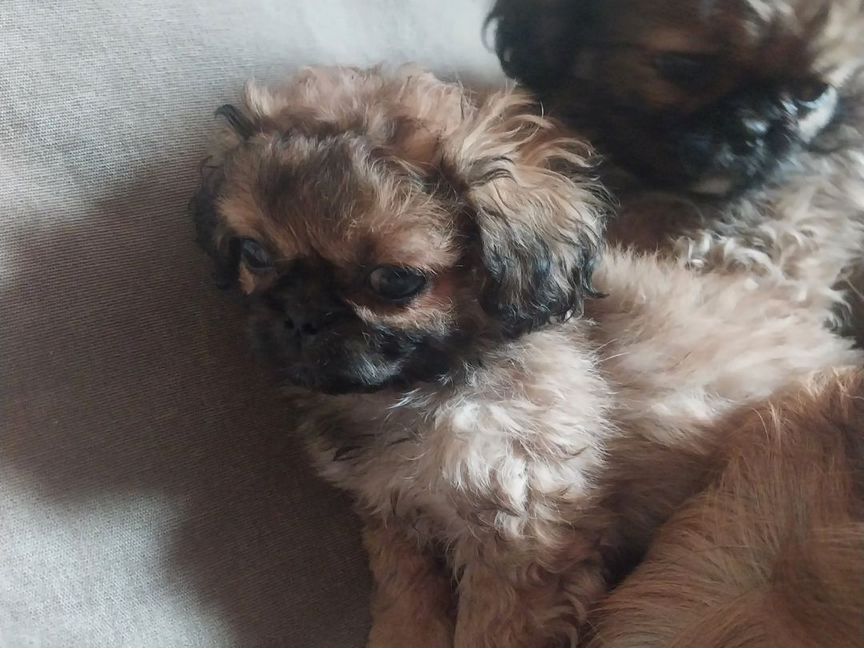 Щенки пекинеса