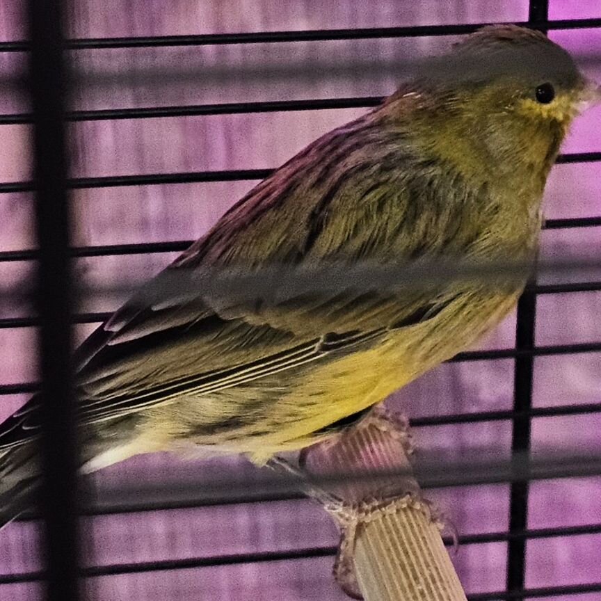 Кенар