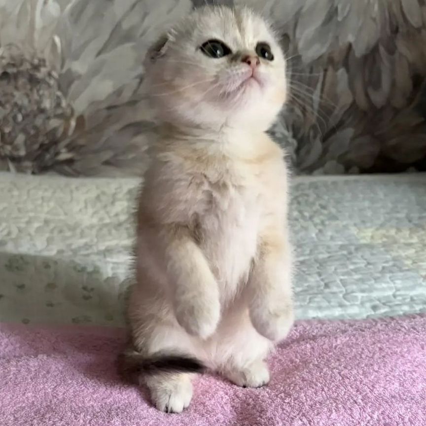 Шотландский вислоухий длинношёрстный котёнок