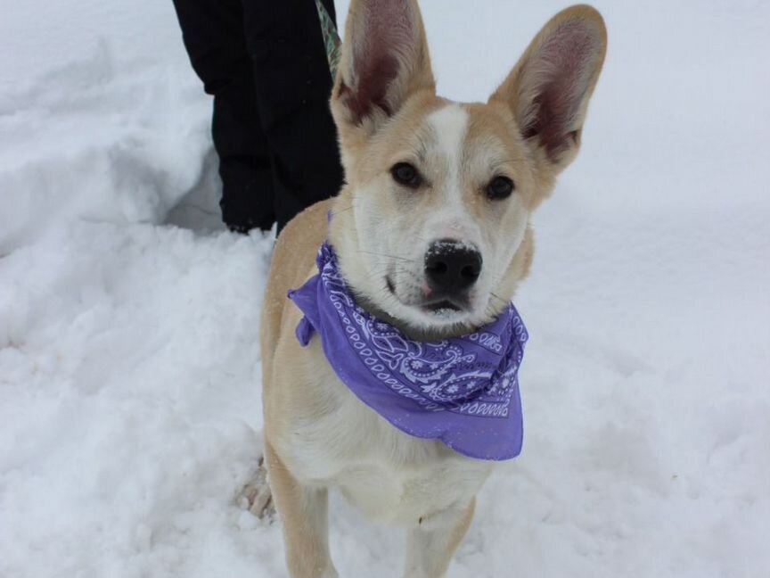 Собака в добрые руки отдам бесплатно