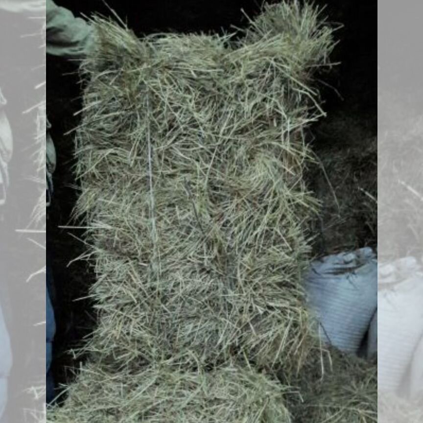 Сено брикеты