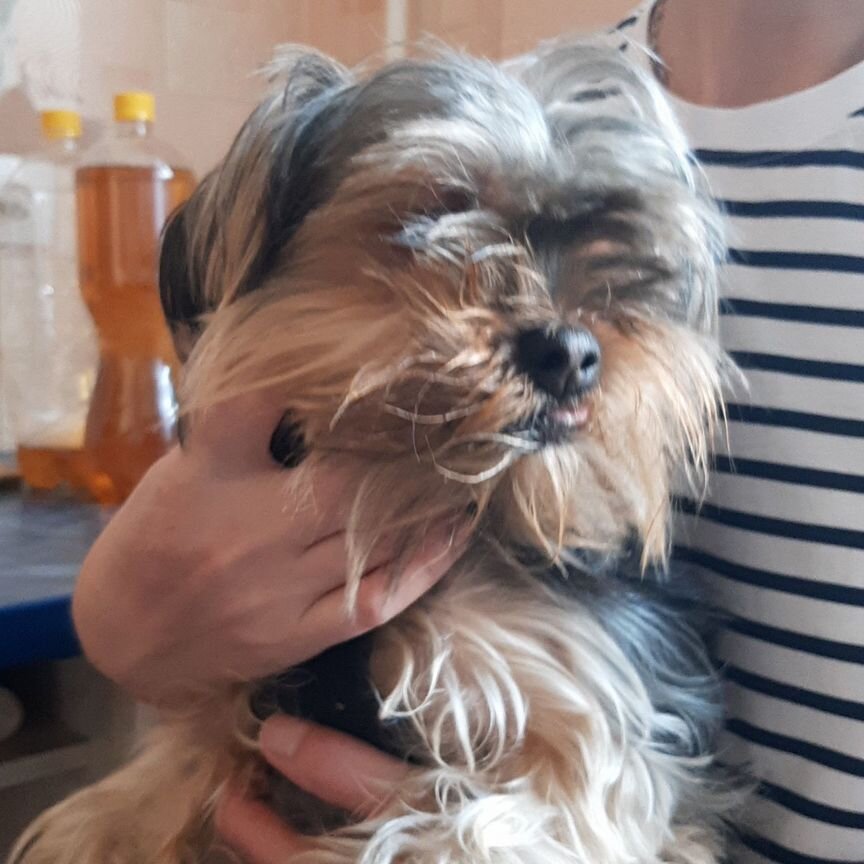 Йоркширский терьер