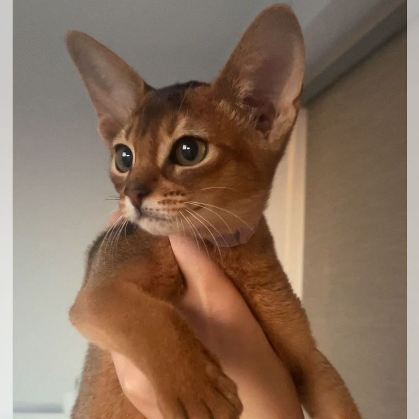 Абиссинский котёнок