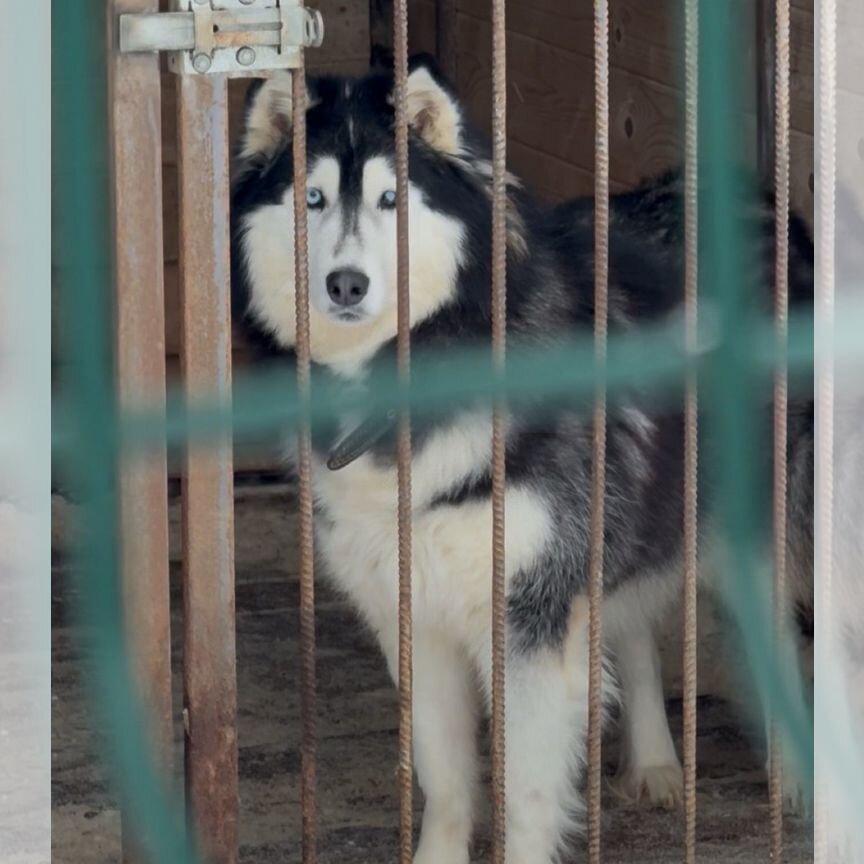 Сибирский хаски, взрослая собака