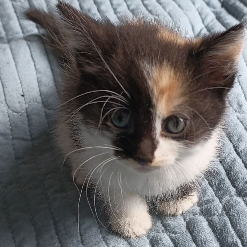 Сибирский котёнок