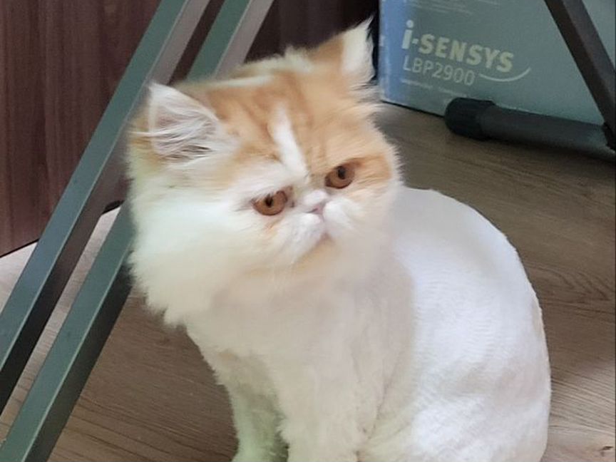 Кот