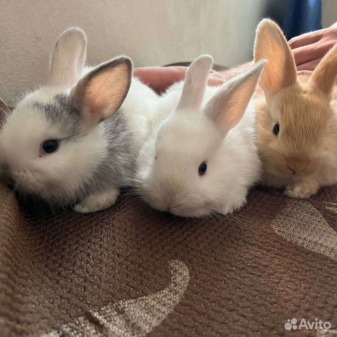 Декоративные кролики пушистики