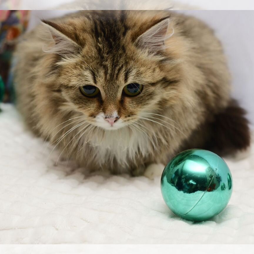 Взрослая, Девочка кошка в добрые руки