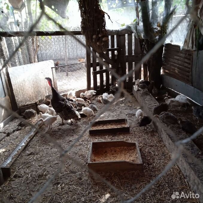 Индюки индюшата